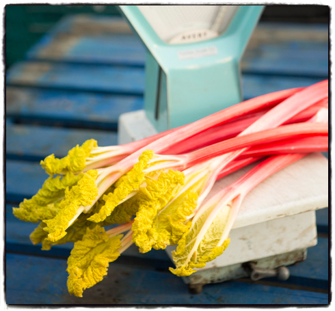 10 things you didn't know about rhubarb | Sainsbury's Magazine