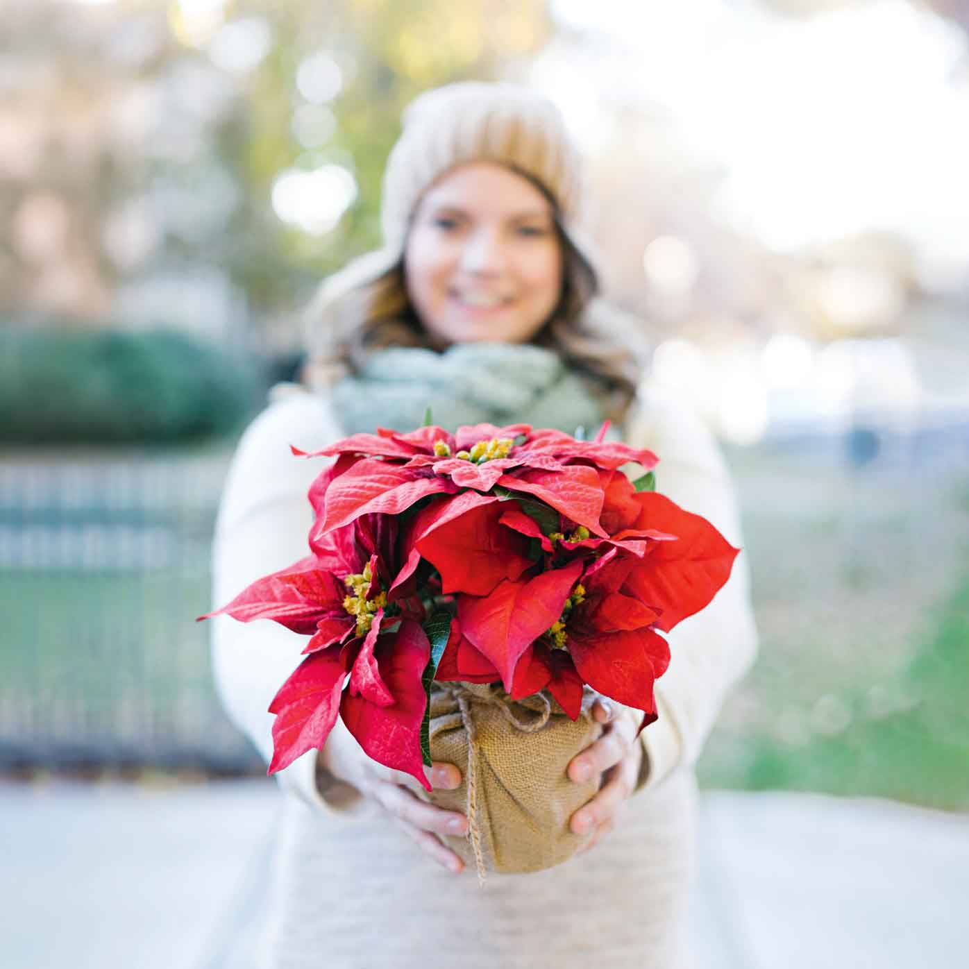 How to keep your festive houseplants alive for longer | Sainsbury`s ...