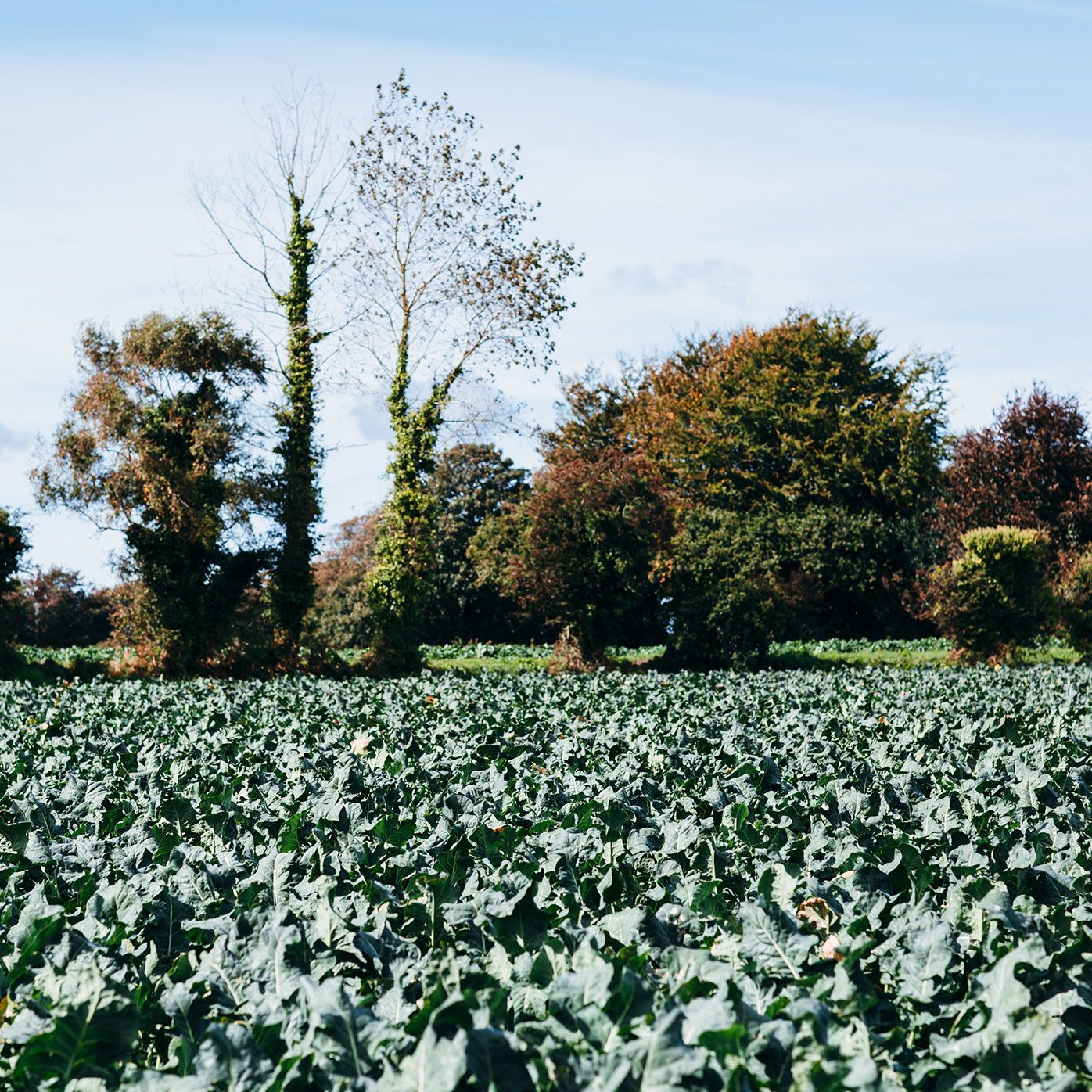 Love me tender: the delicate delights of Tenderstem broccoli ...