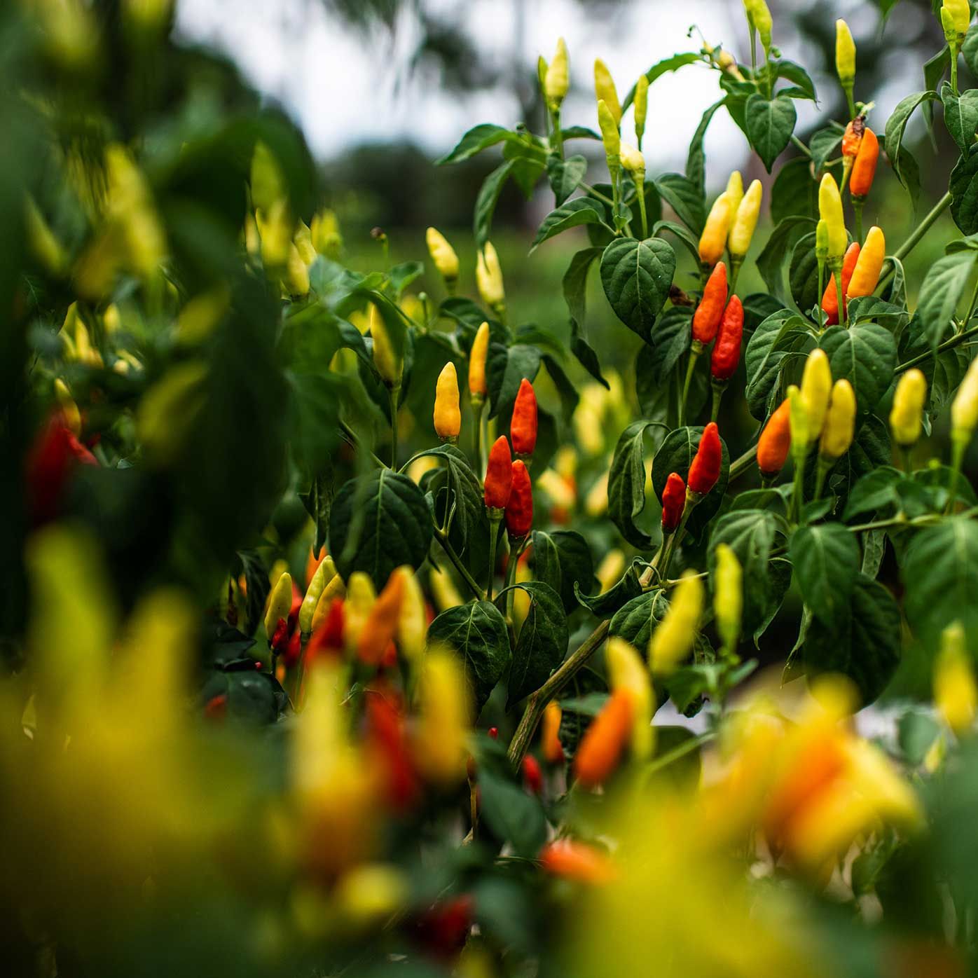 Growing Tabasco Peppers